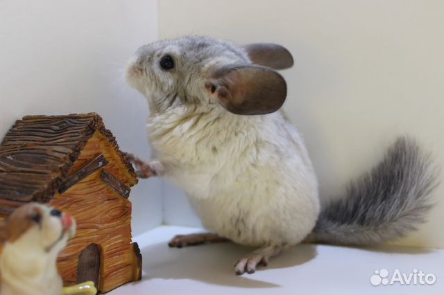 Шиншилла Белая мозаика девочка