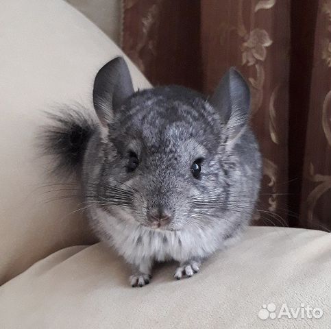 Шиншилла девочка носитель ангора