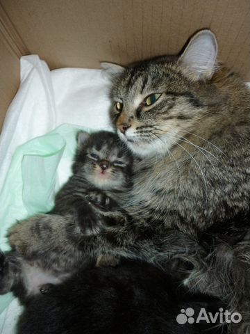 Сибирские котята