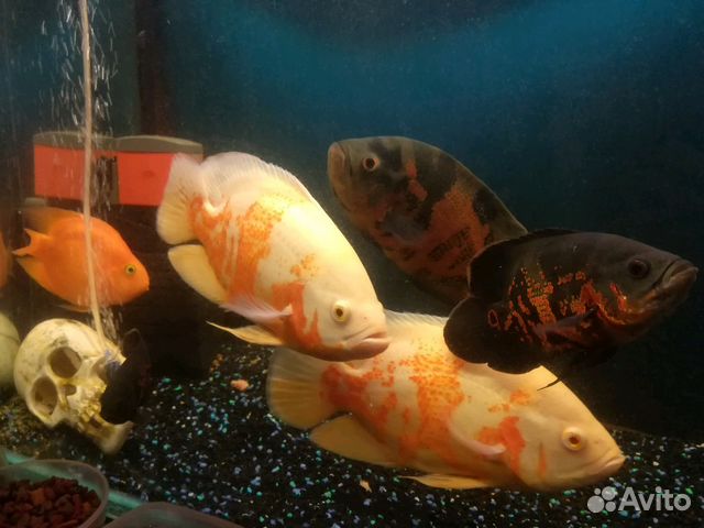 Астронотусы, Японский погугай