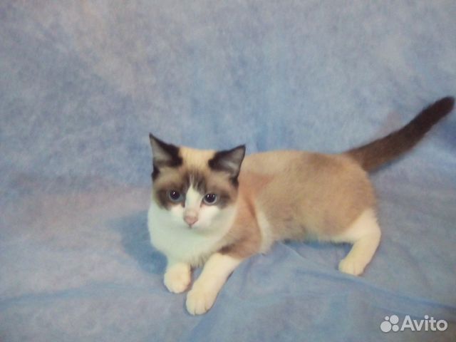 Кошка породы сноу-шу