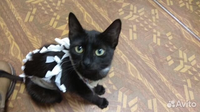 Котёнок-подросток ищет в дом