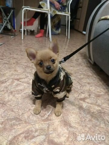 Маленький военный красавец ждёт свою призывницу