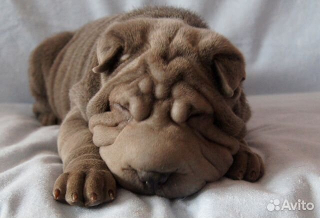 Голубой шарпейчик