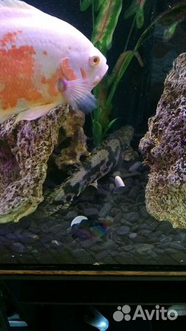 Продам полиптеруса