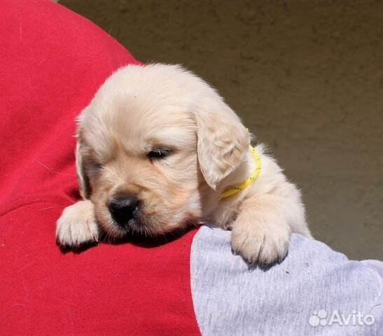 Щенки Золотого ретривера