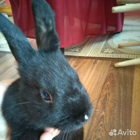 Карликовый кролик