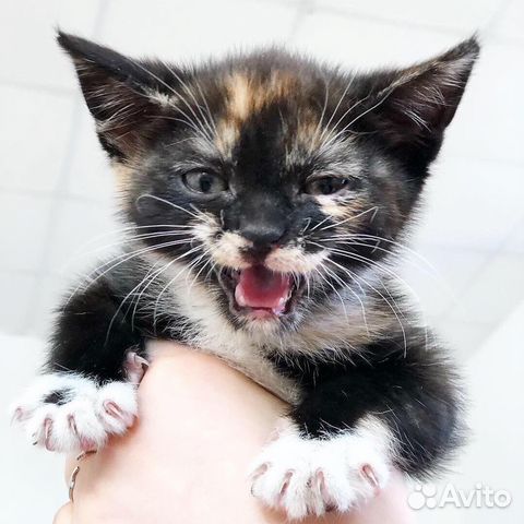 Котёнок: Томи
