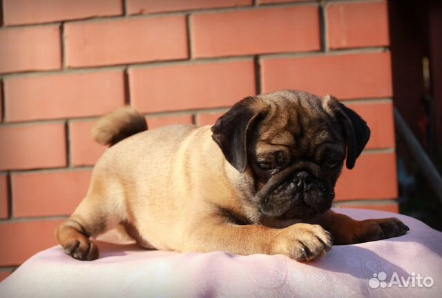 Подрощенный мальчишка абрикосового окраса