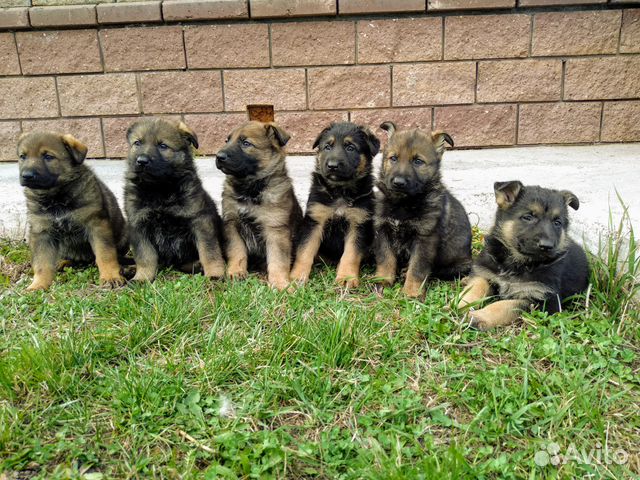 Немецкой овчарки щенки