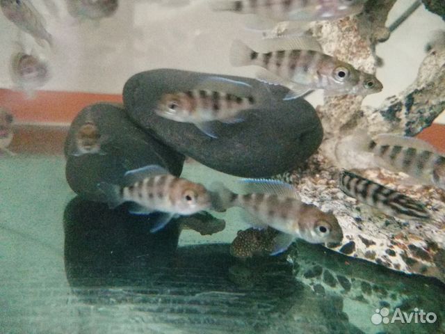 Neolamprologus sexfasciatus, цихлиды о. Танганьика