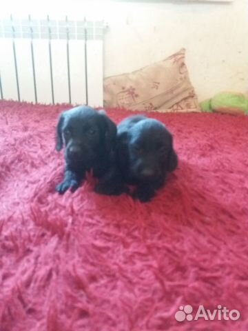 Такса-пудель