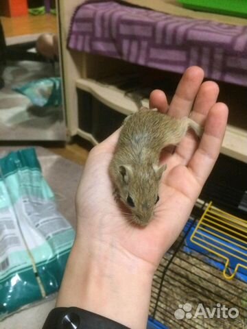 Песчанки (бесплатно)