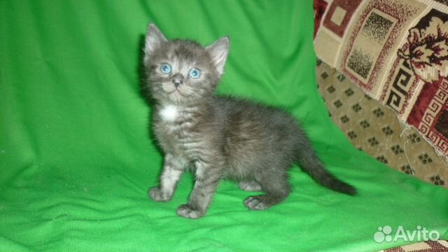 Очаровательные котята, малыши, 1 мес