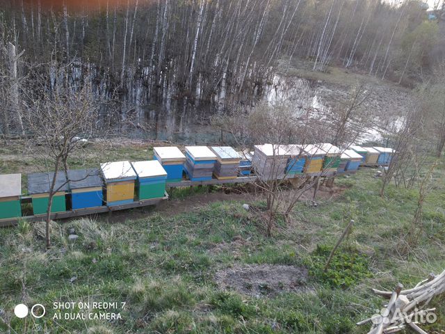 Пчелы: семьи, отводки, матки