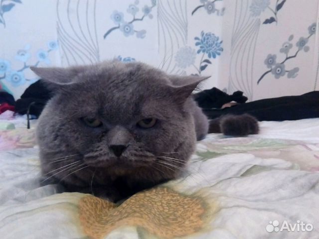 Чистокровный британец ищет хозяев