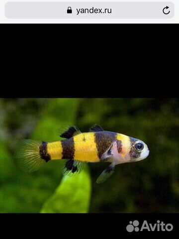 Рыба бычок пчела