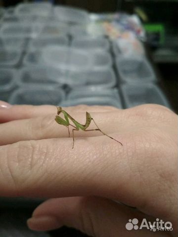 Богомол обыкновенный. (после 2 линьки)