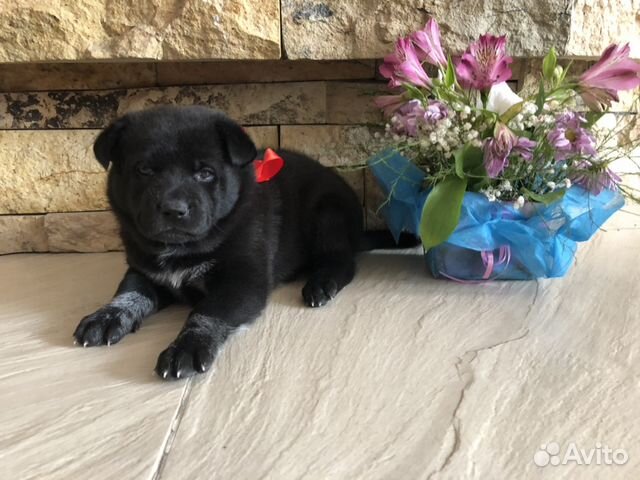 Продаются щенки, девочки