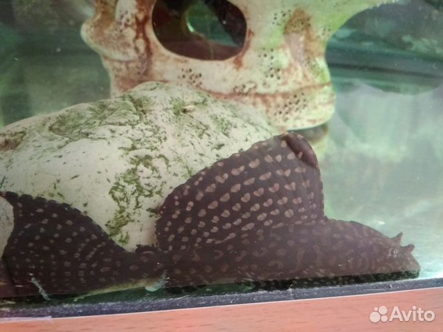 Птеригоплихт