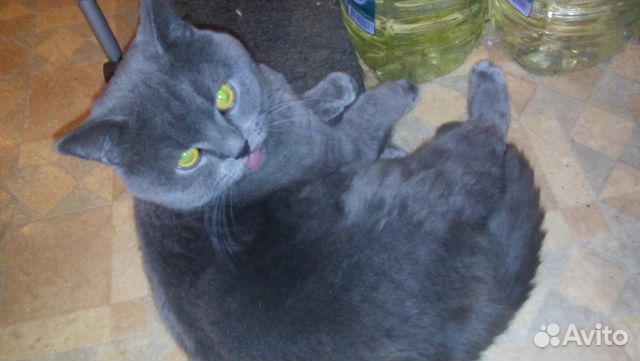 Породистый британец