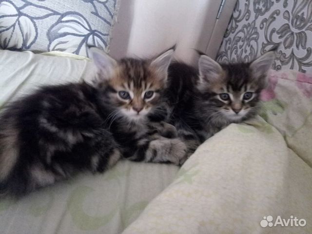 Продам котят мейн-кун