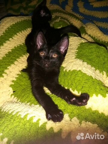 Черные котята бесплатно