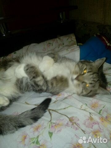 Кошеа