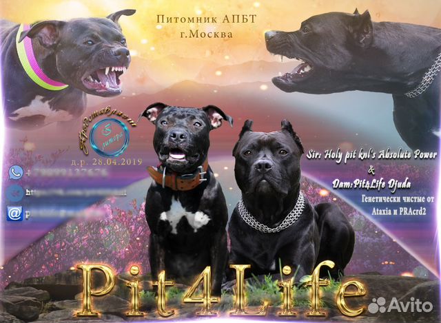 Черный щенок питбуля