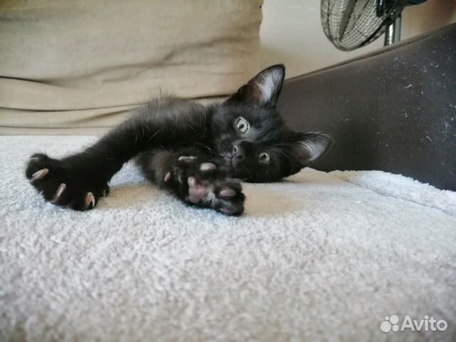 Котенок-мальчик