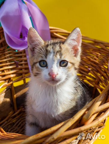 Очаровательные котята 3 месяца в добрые руки