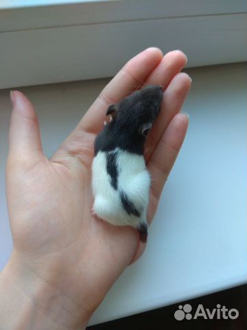 Милые крысёныши