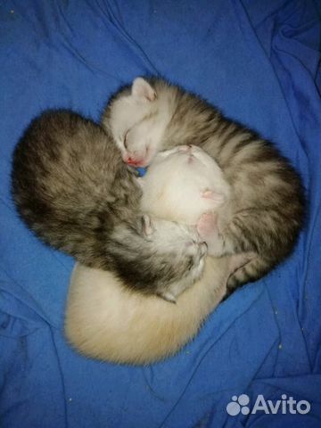Котята