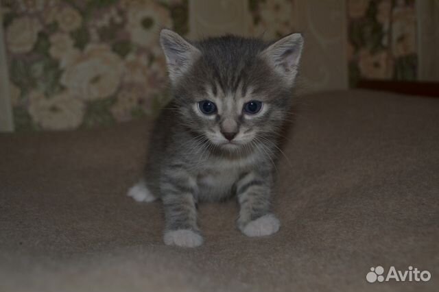 Котята ищут дом