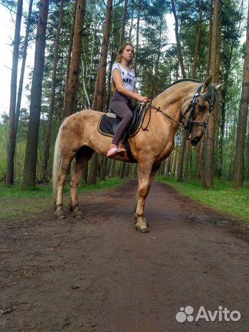 Лошадь в аренду