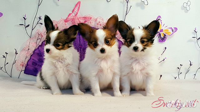 Очень красивые папийончики