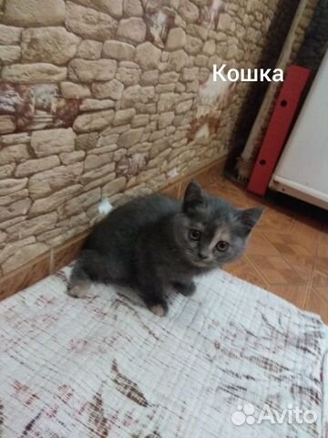 Отдам котенка