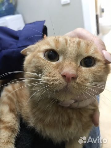 Рыжий Котенок с рыжими глазами