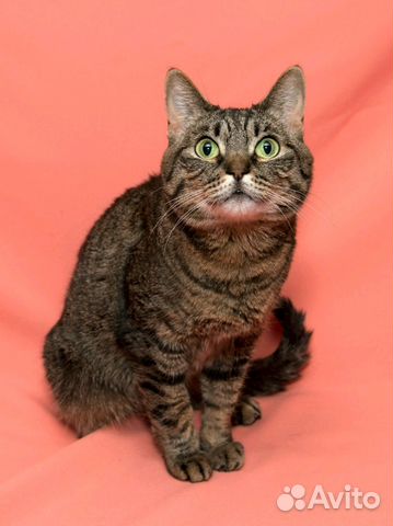 Кошечка в дар