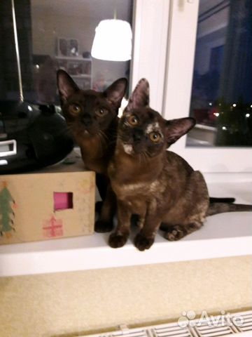 Яркая бурма девочка и мальчик соболь