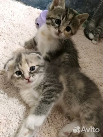 Котята Бесплатно