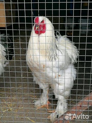 Петух "Брама"