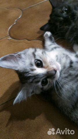 Кошечка, 2 мес