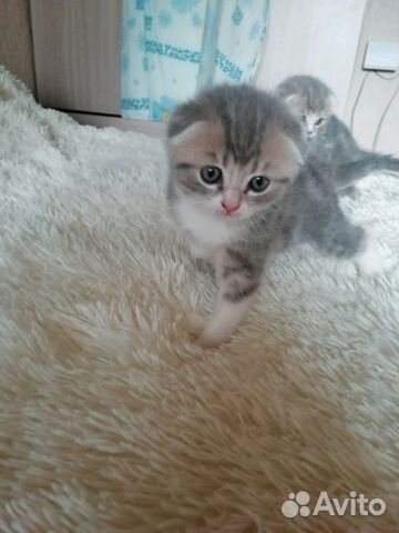 Плюшевые котята редкого окраса
