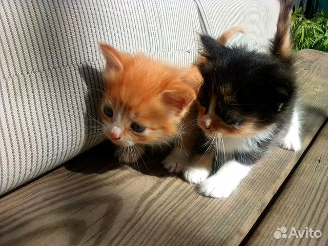 Котята в добрые руки