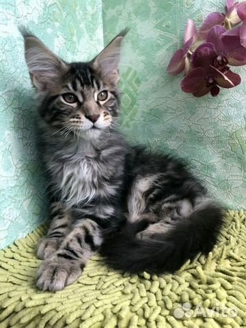Котики из питомника