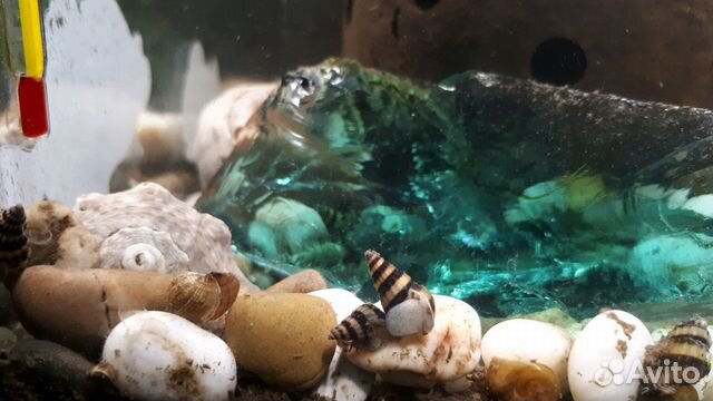 Улитка Хелена