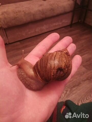 Улитка африканская ахатина