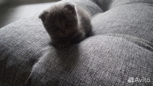 Котятки шотландской породы