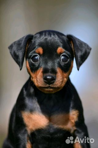 Щенки Цвергпинчера 29.03.19г